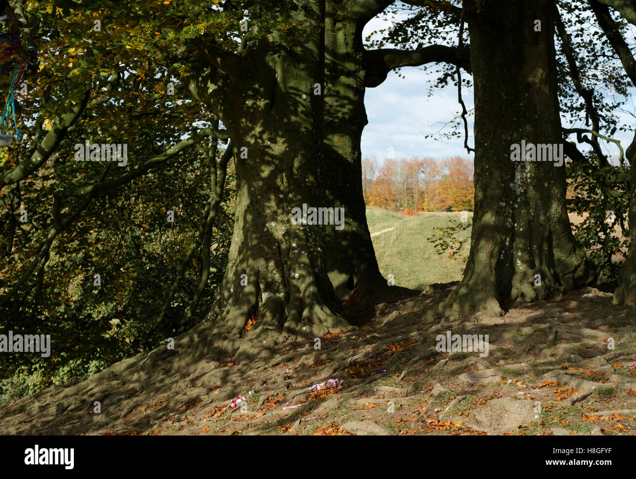 Avebury trees hi-res stock photography and images - Alamy