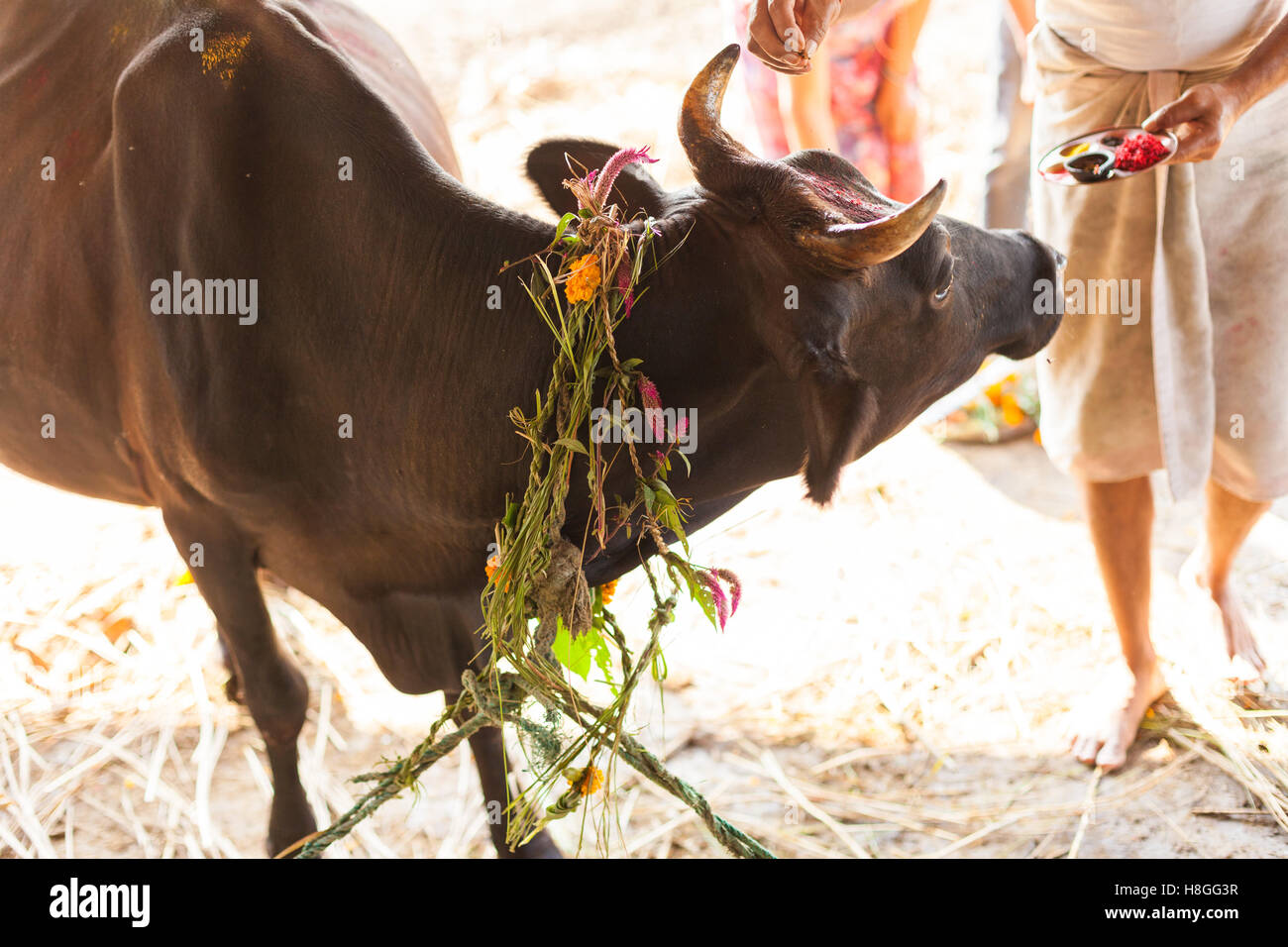 Giving Tika to a cow during Tihar in Nepal Stock Photo - Alamy