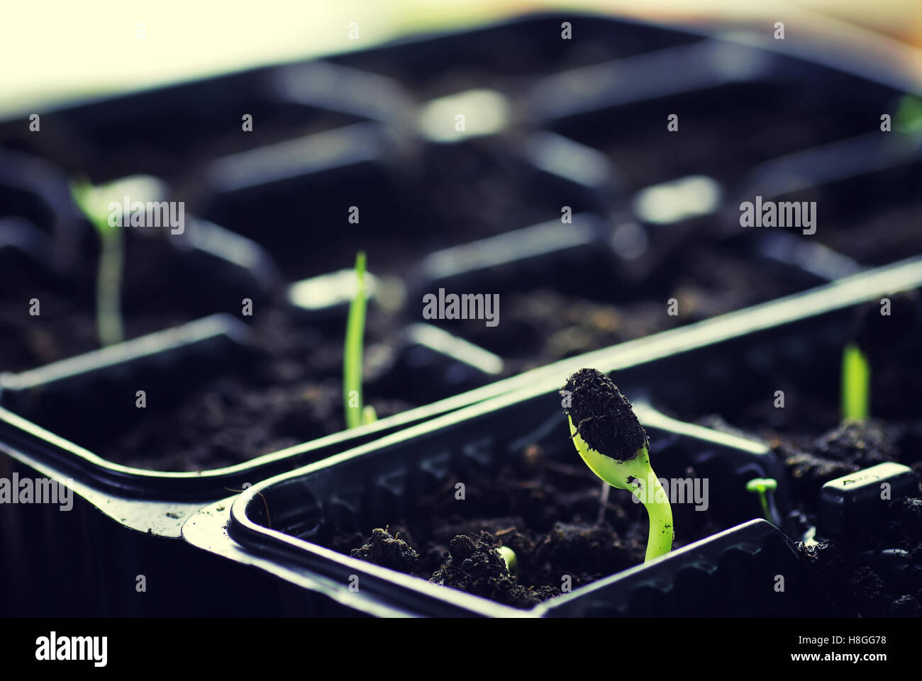 box with small sprout from seeds Stock Photo - Alamy