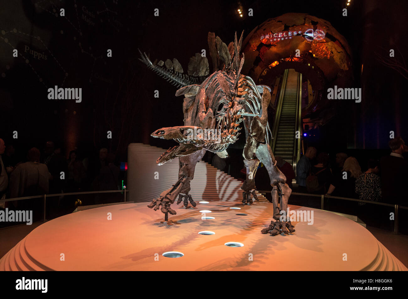 "Sophie" stegosaurus skeleton, Earth Hall, Natural History Museum ...