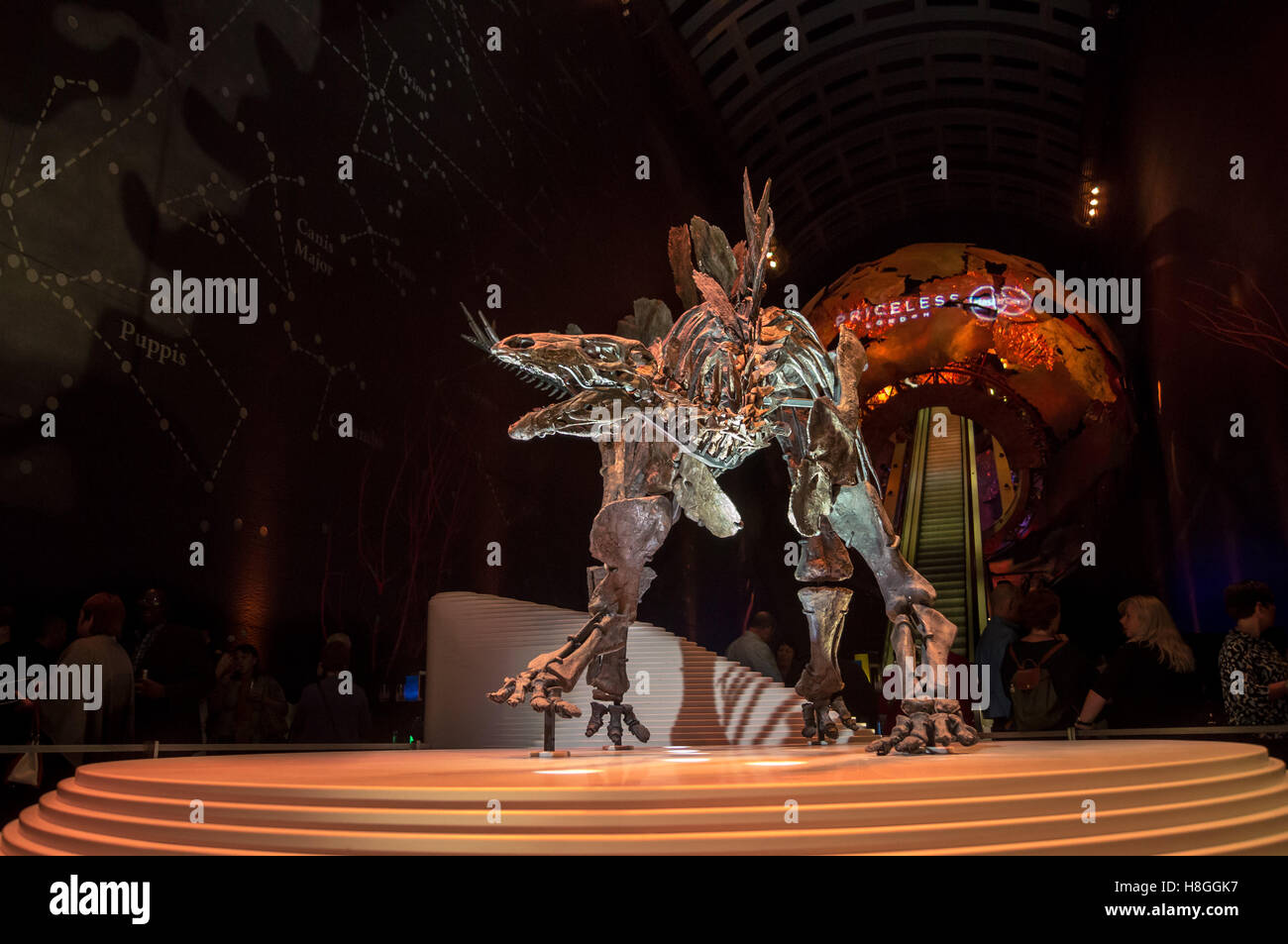 "Sophie" stegosaurus skeleton, Earth Hall, Natural History Museum ...