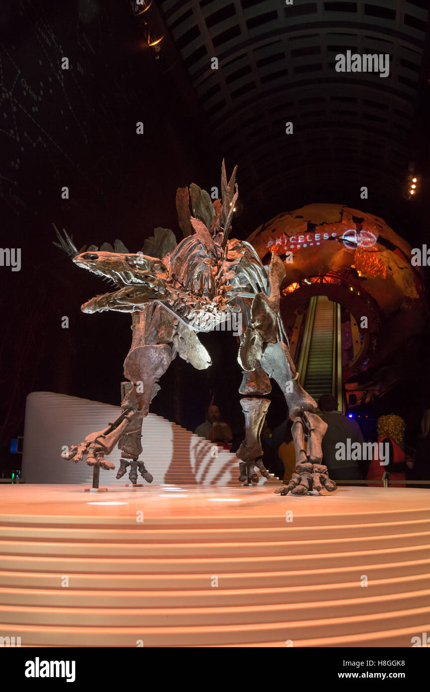 "Sophie" stegosaurus skeleton, Earth Hall, Natural History Museum ...