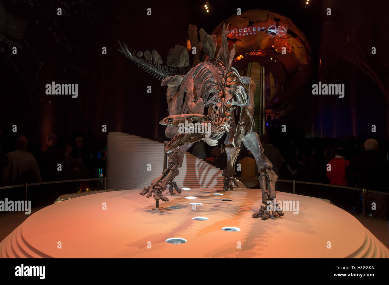 "Sophie" stegosaurus skeleton, Earth Hall, Natural History Museum ...