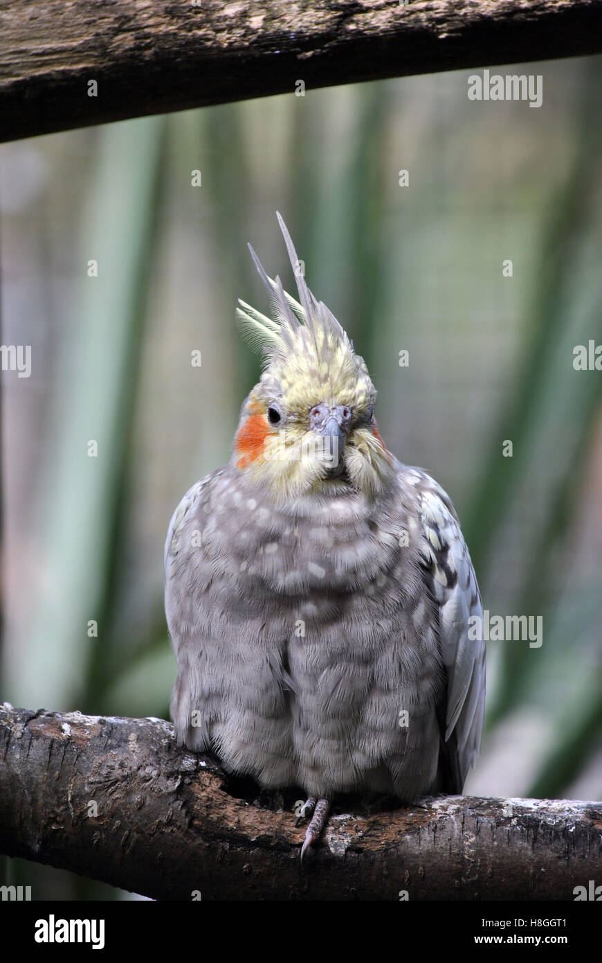 Female cockatiel hi-res stock photography and images - Alamy
