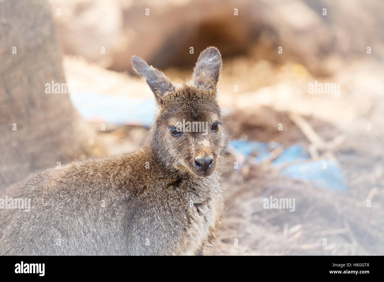 Gamgaroo close up Stock Photo - Alamy