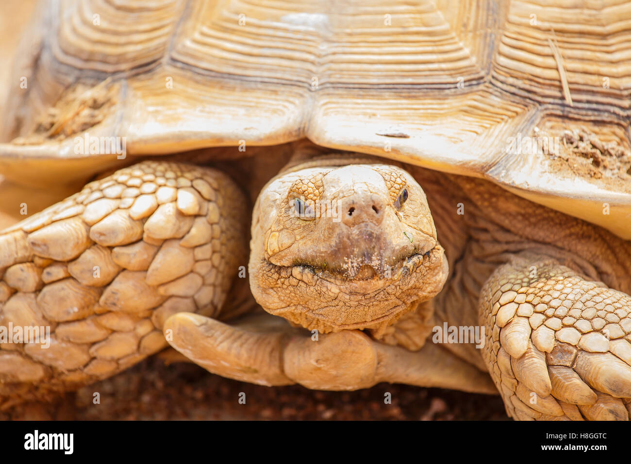 turtle close up Stock Photo - Alamy