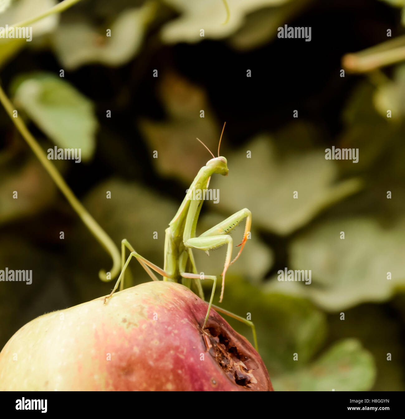 The male praying mantis on the apple. Mantis looking for prey. Mantis ...