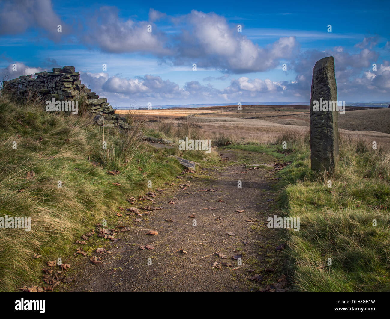 Howarth yorkshire tree hi-res stock photography and images - Alamy