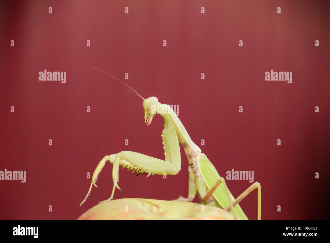 Mantis on a red background. Mating mantises. Mantis insect predator ...