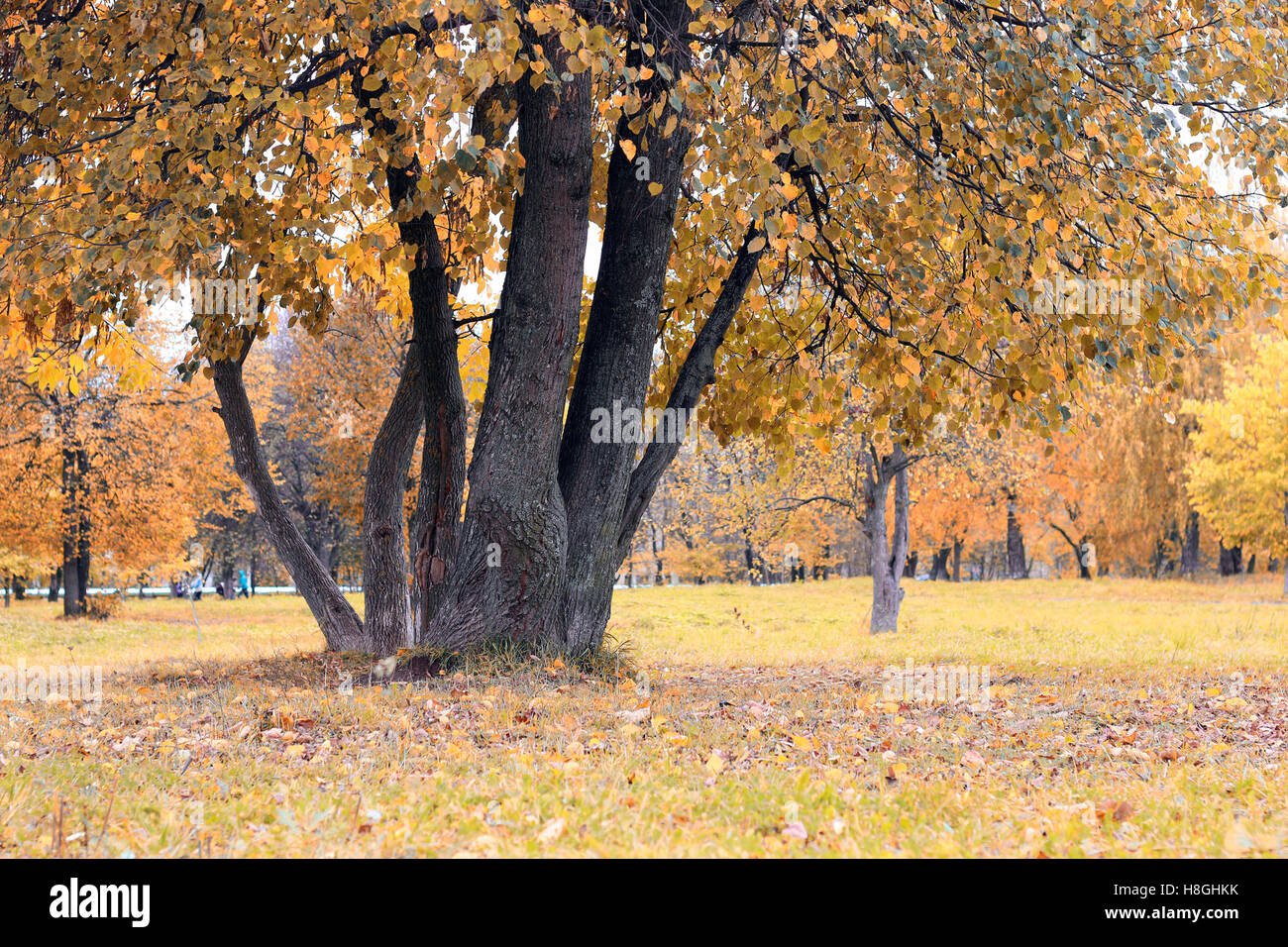 Park landscape lonely tree Stock Photo - Alamy