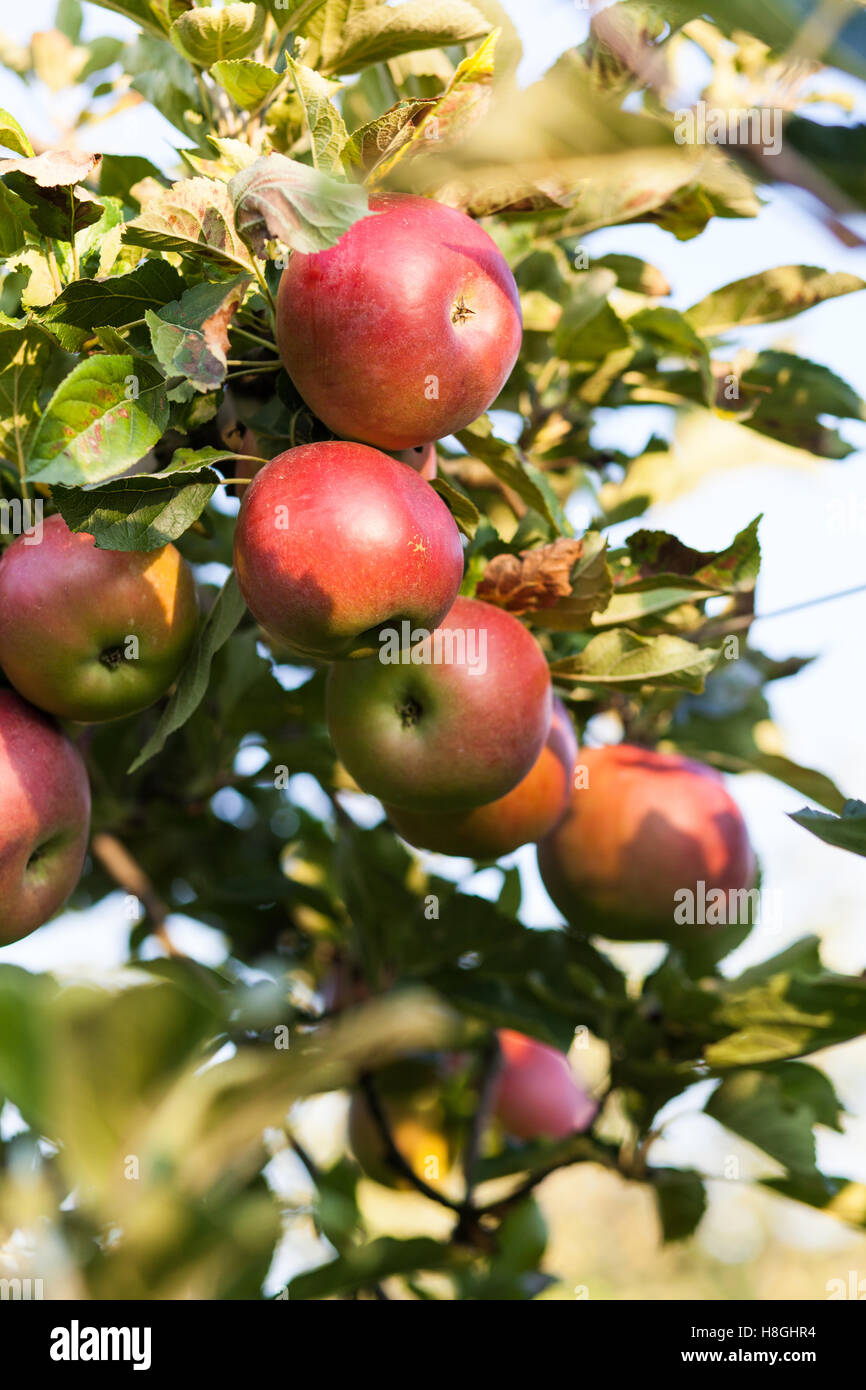 Apples in apple tree Stock Photo - Alamy