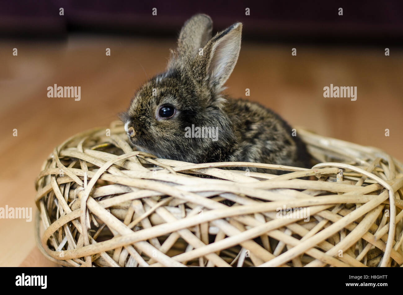 adorable cute little rabbit pet Stock Photo - Alamy