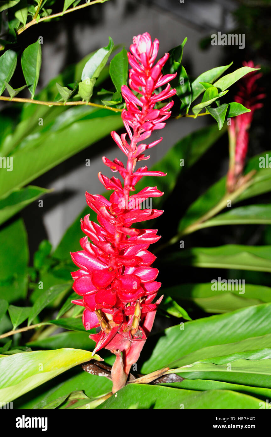 Red Ginger (Alpinia purpurata Stock Photo - Alamy