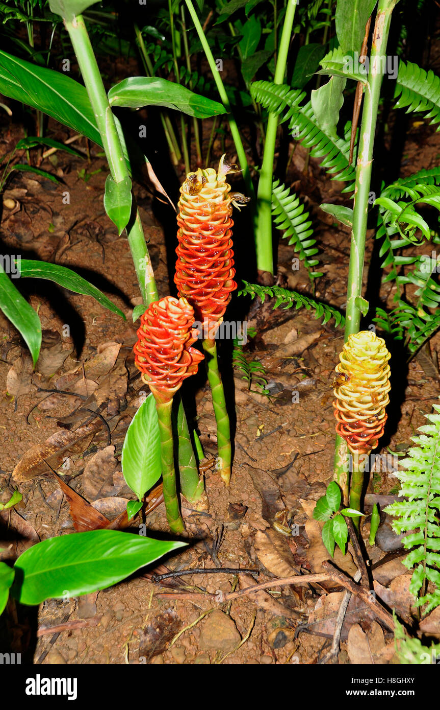 Red Ginger (Alpinia purpurata Stock Photo - Alamy