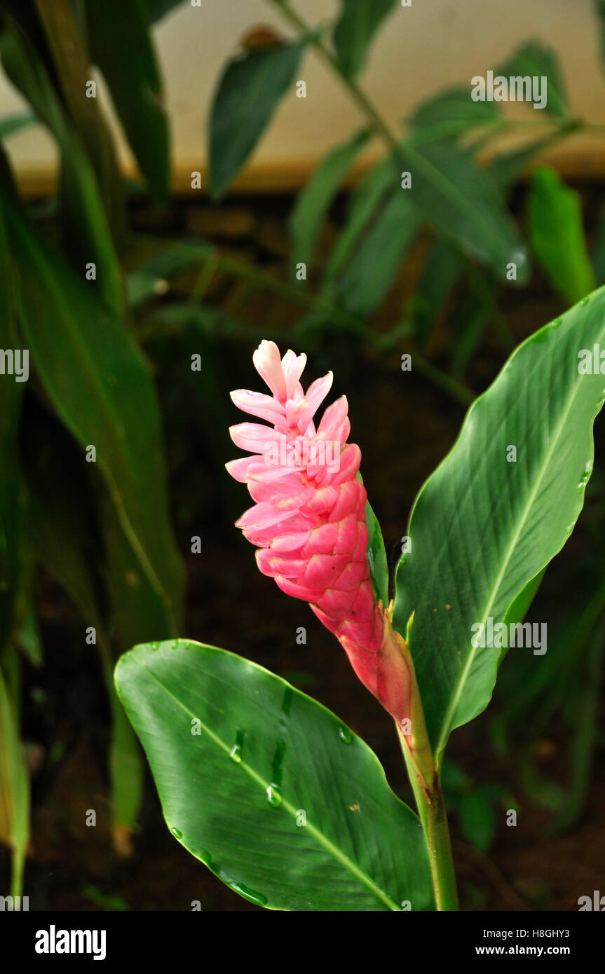Red Ginger (Alpinia purpurata Stock Photo - Alamy