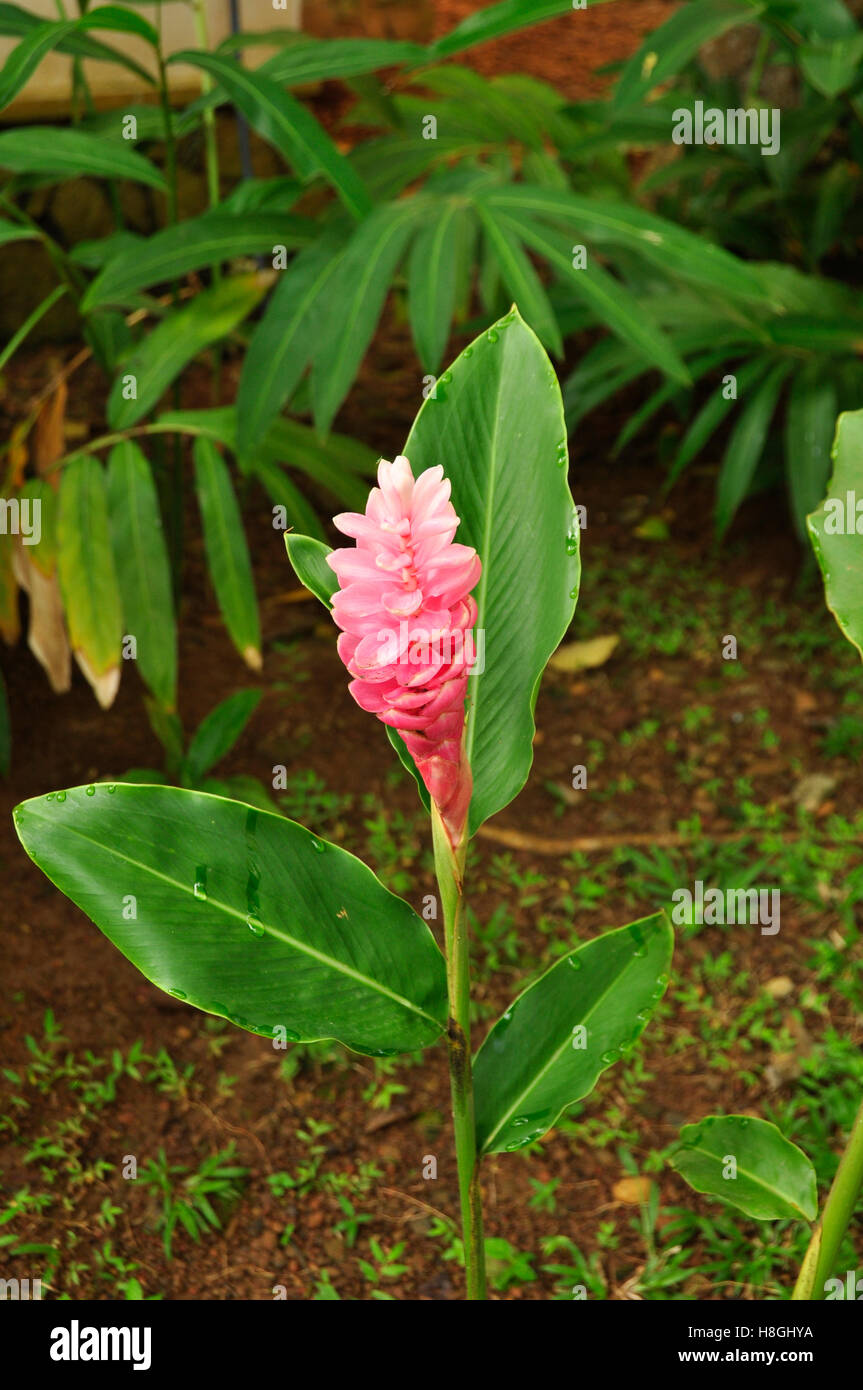 Red Ginger (Alpinia purpurata Stock Photo - Alamy