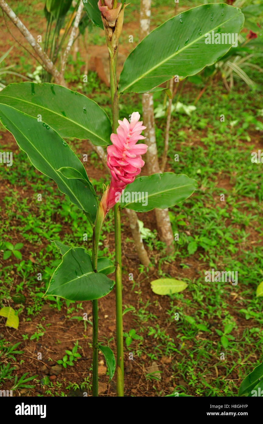 Red Ginger (Alpinia purpurata Stock Photo - Alamy