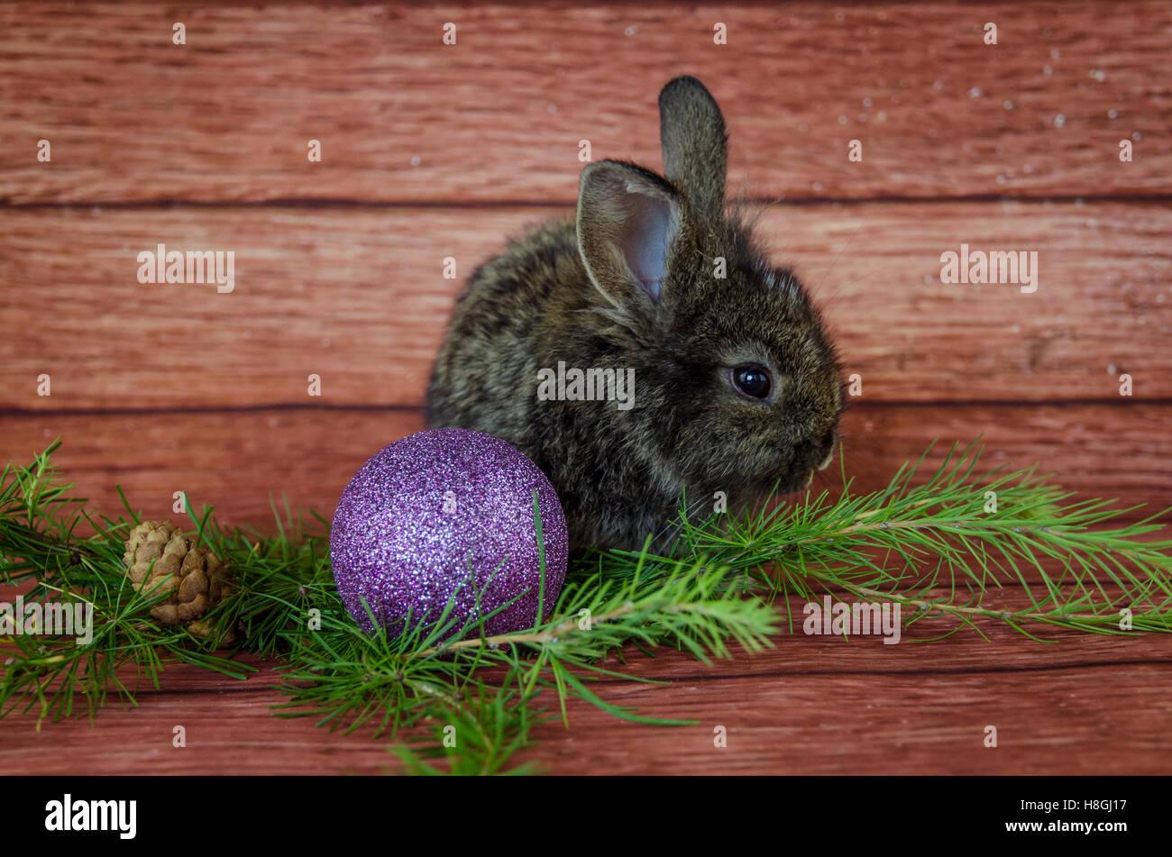 rabbit pet and christmas concept Stock Photo - Alamy