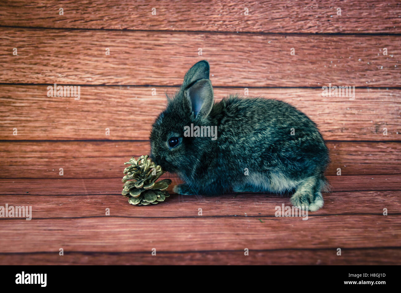 adorable little rabbit pet against wooden background Stock Photo - Alamy