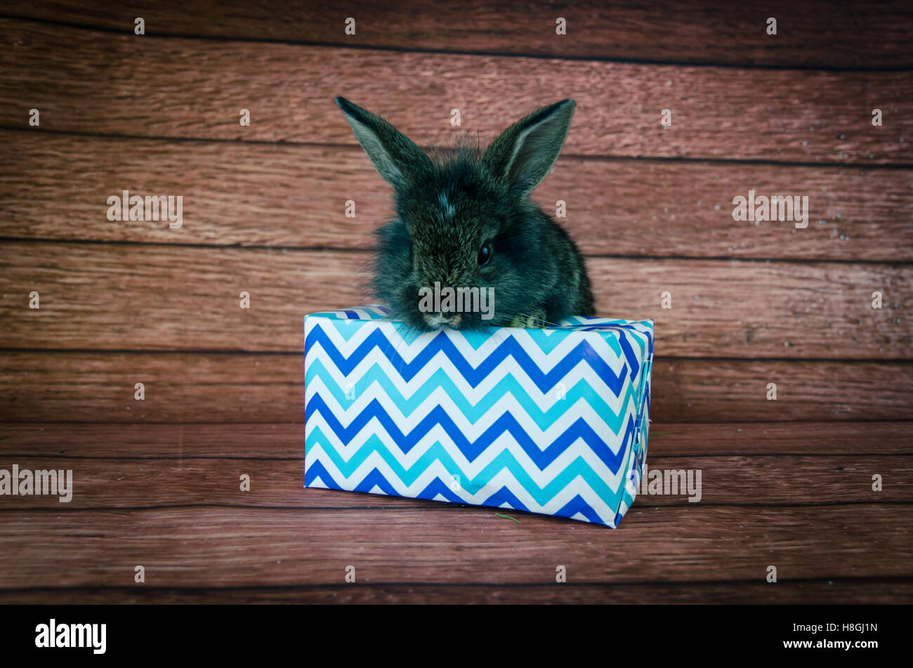 Rabbit pet hi-res stock photography and images - Alamy