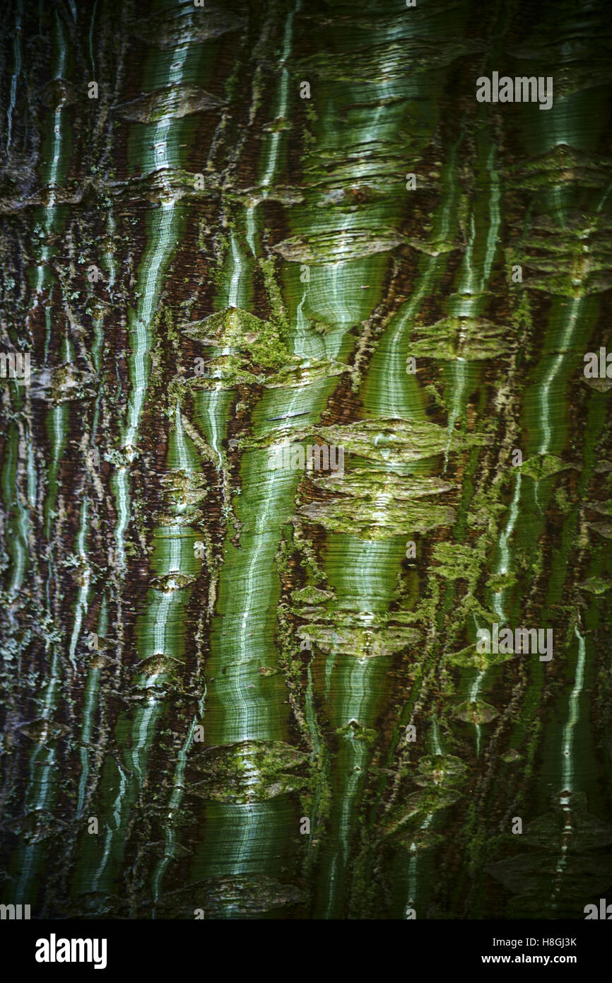 Striped Maple High Resolution Stock Photography and Images - Alamy