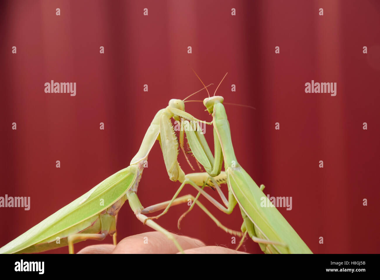 Mantis on a red background. Mating mantises. Mantis insect predator ...