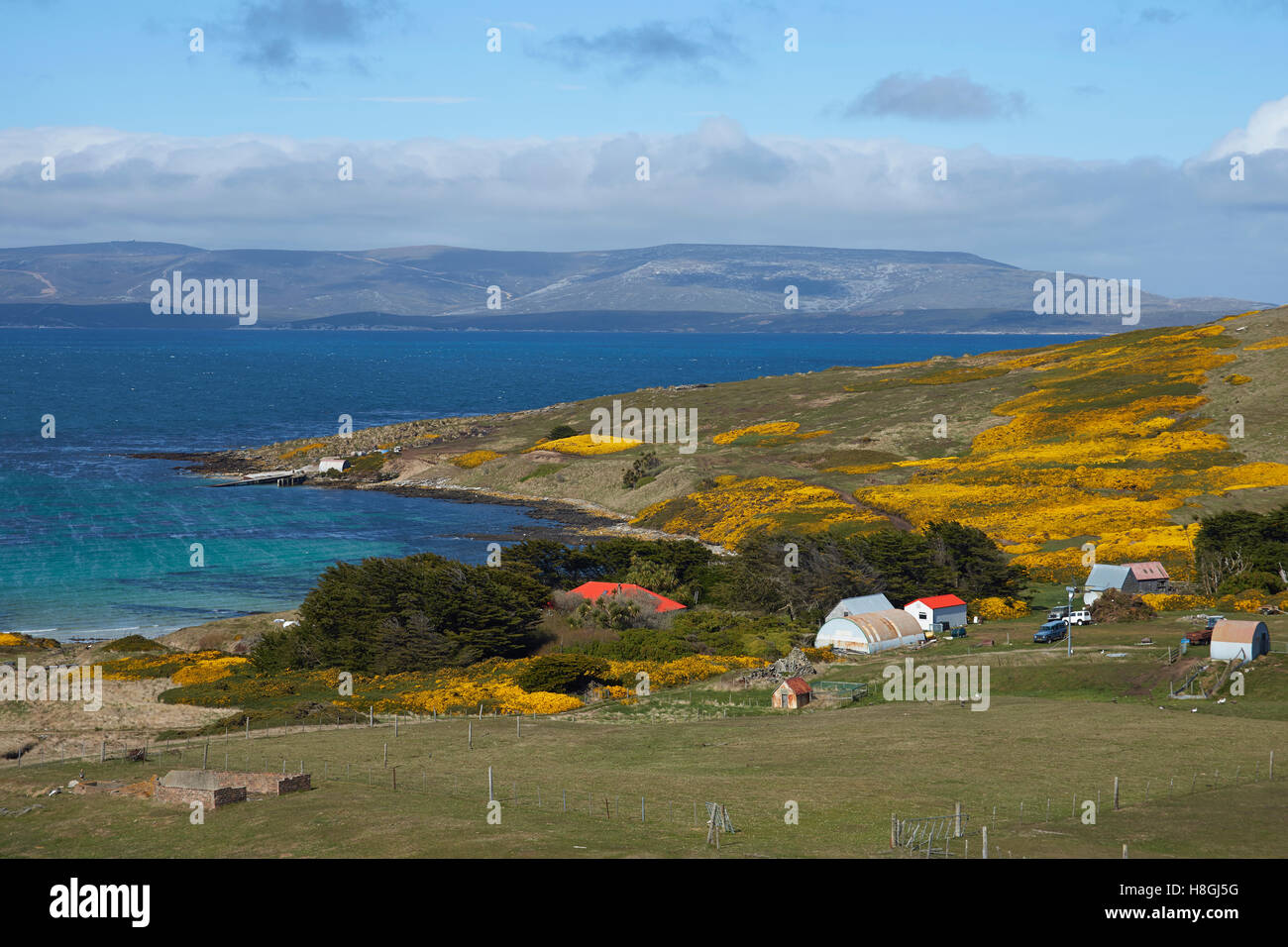 Falkland islands landscape yellow hi-res stock photography and images ...