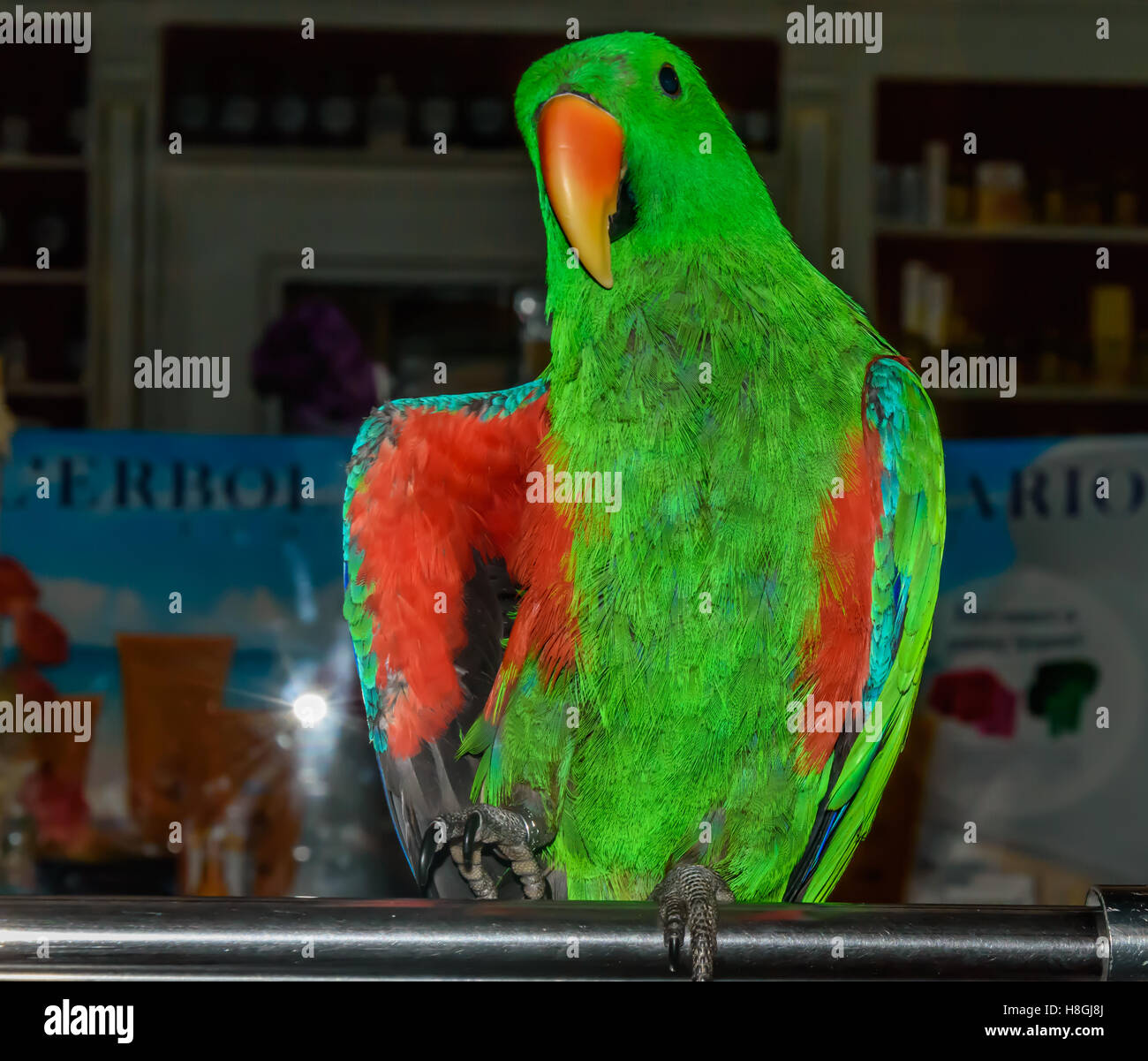 Why Parrot Stand On One Leg at John Ricks blog