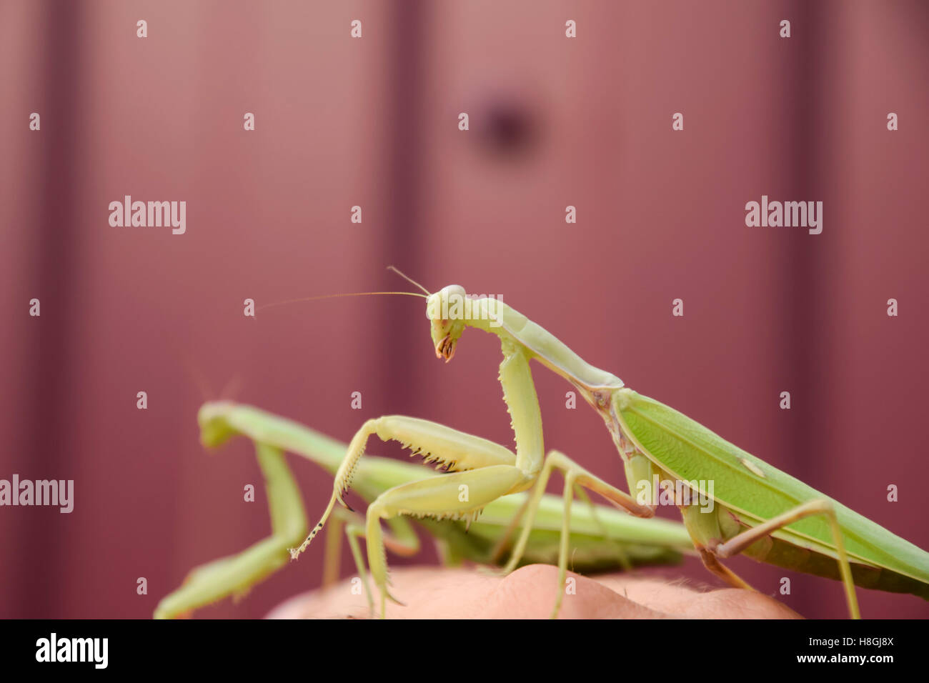 Mantis on a red background. Mating mantises. Mantis insect predator ...