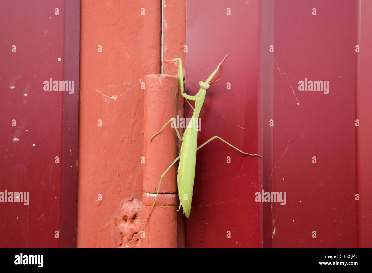 Mantis on red fence. Mating mantises. Mantis insect predator Stock ...