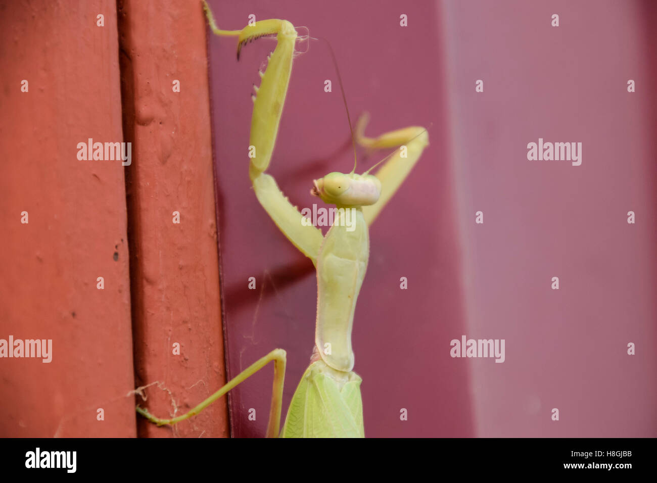 Mantis on red fence. Mating mantises. Mantis insect predator Stock ...