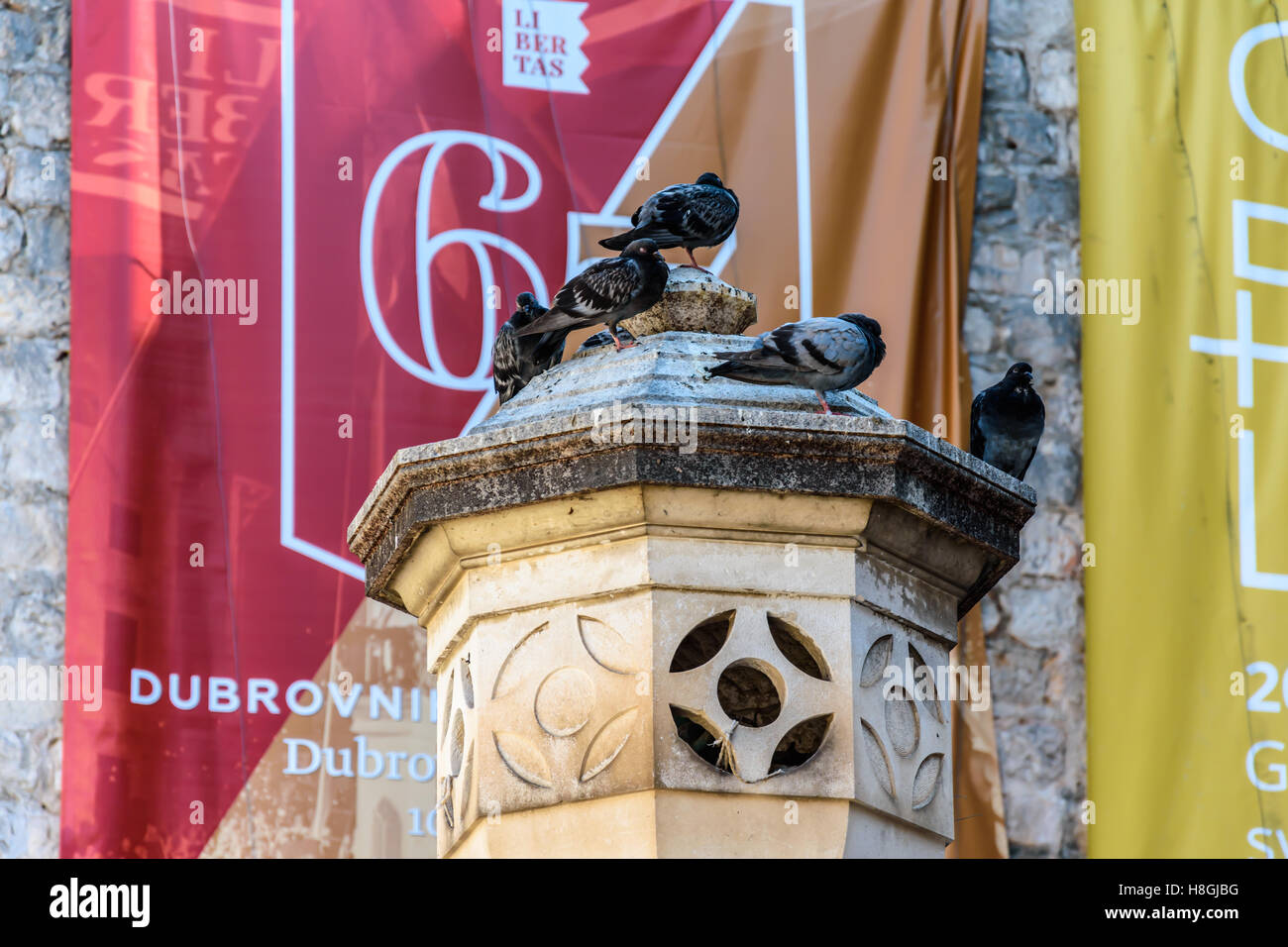 Column pigeon pigeons hi-res stock photography and images - Alamy