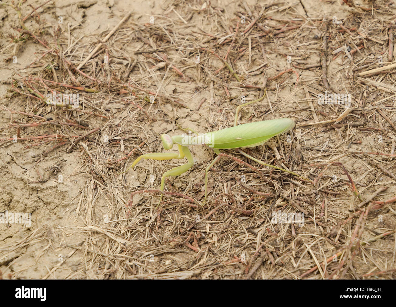 Mantis on the ground. Mantis looking at the camera. Mantis insect ...