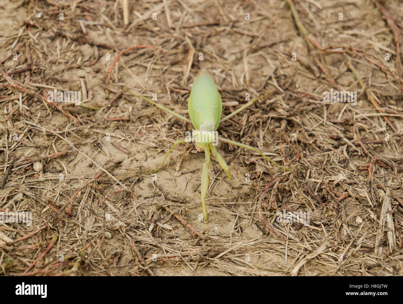 Mantis on the ground. Mantis looking at the camera. Mantis insect ...