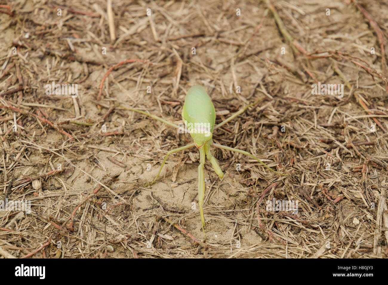 Mantis on the ground. Mantis looking at the camera. Mantis insect ...