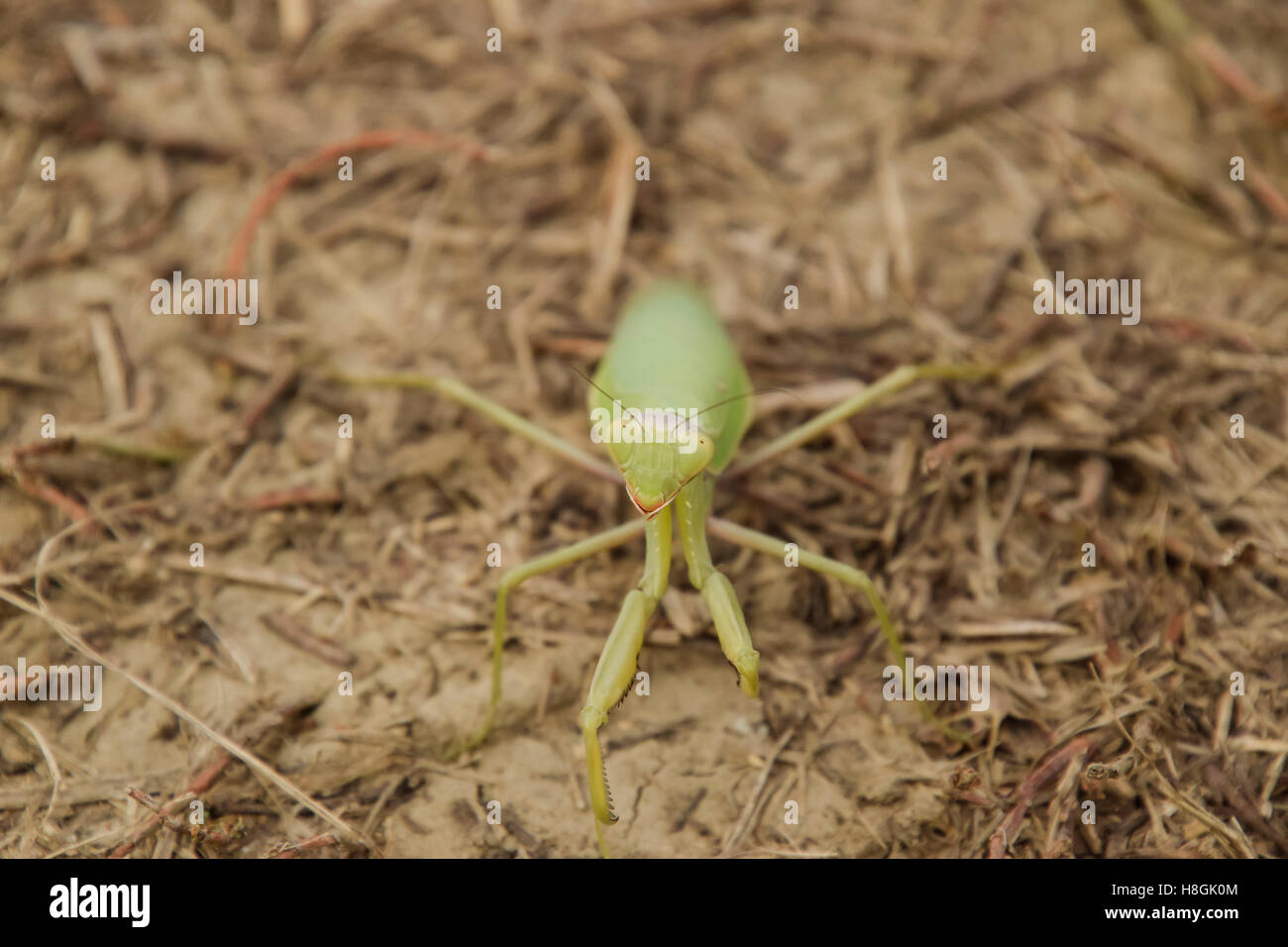 Mantis on the ground. Mantis looking at the camera. Mantis insect ...