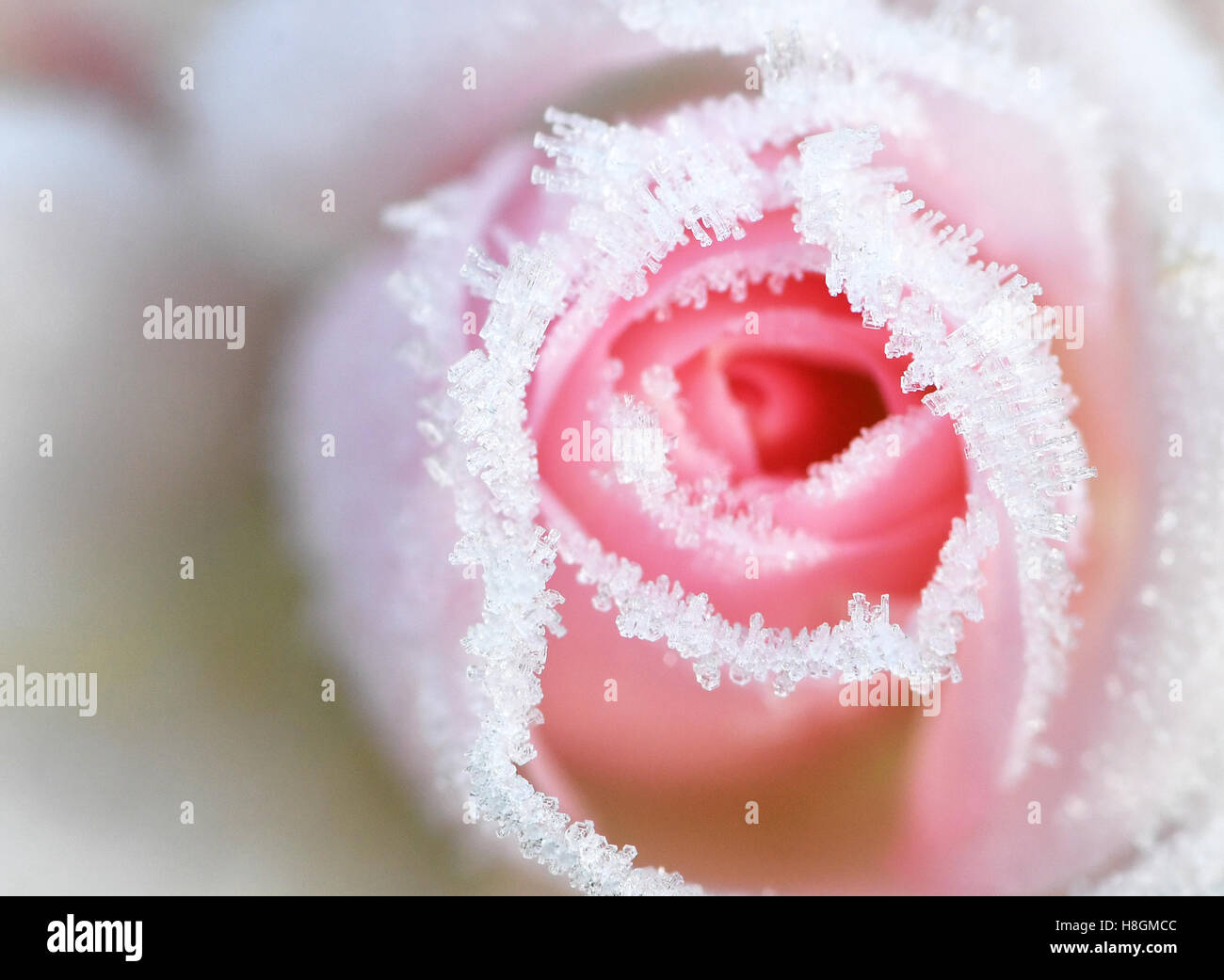 The edges of the rose hi-res stock photography and images - Alamy