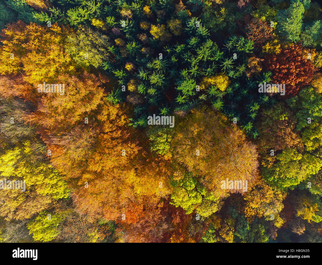 Treplin, Germany. 12th Nov, 2016. An autumn-colored mixed forest is lit ...
