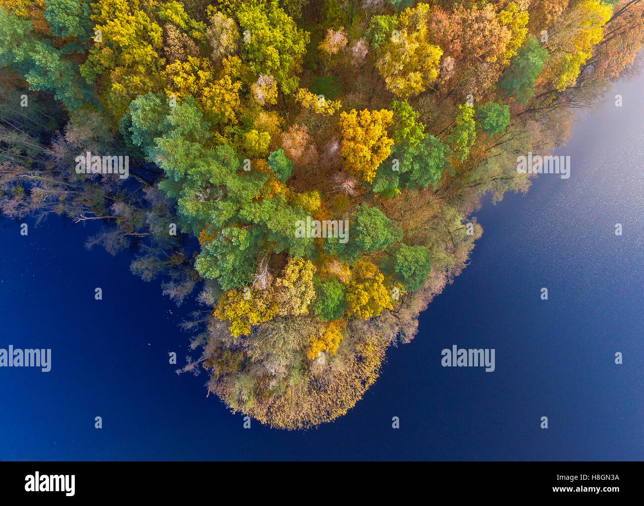 Treplin, Germany. 12th Nov, 2016. Green pine trees can be seen amongst ...