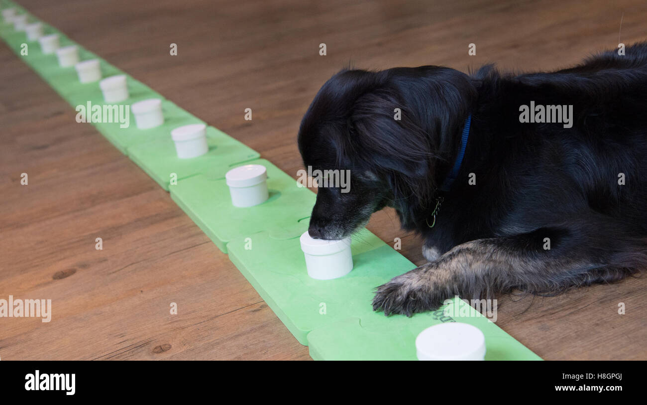 Ditzingen, Germany. 07th Nov, 2016. A dog looks for the jar with the ...