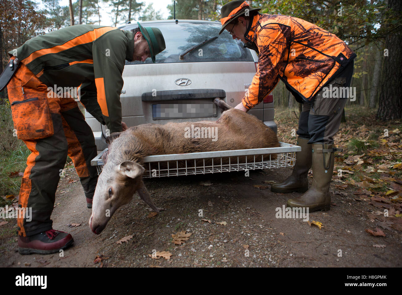Two hunters carry the deer in a game basket to be transported for ...