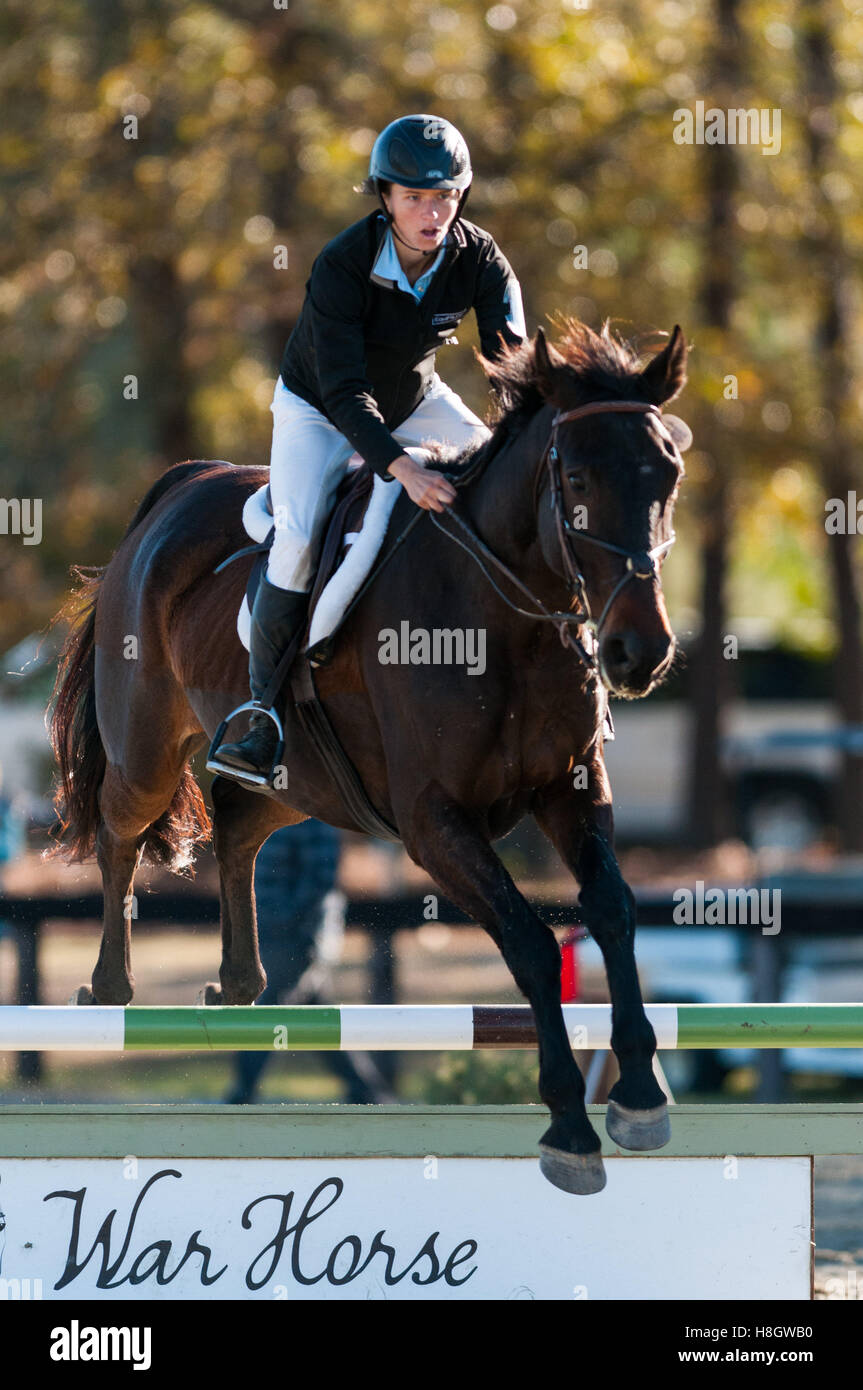 Tim the tiny horse hi-res stock photography and images - Alamy