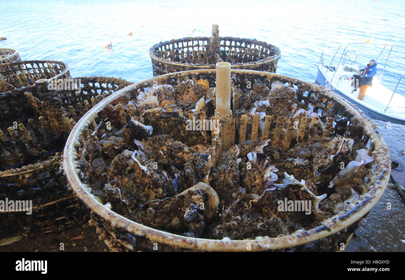Oyster Farming Underwater High Resolution Stock Photography and Images ...