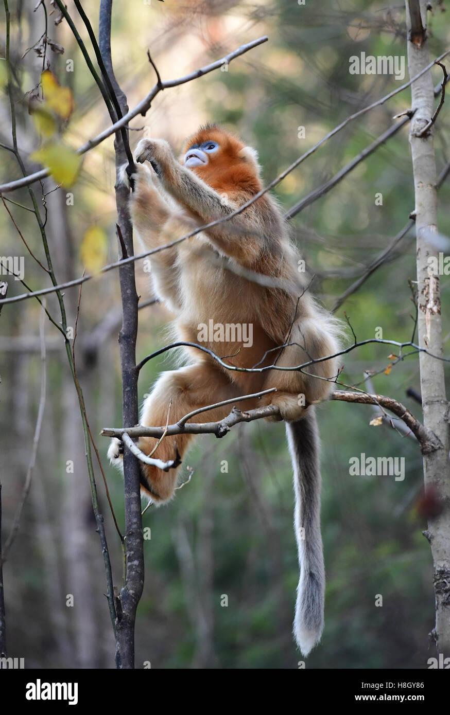 Population of monkeys hi-res stock photography and images - Alamy