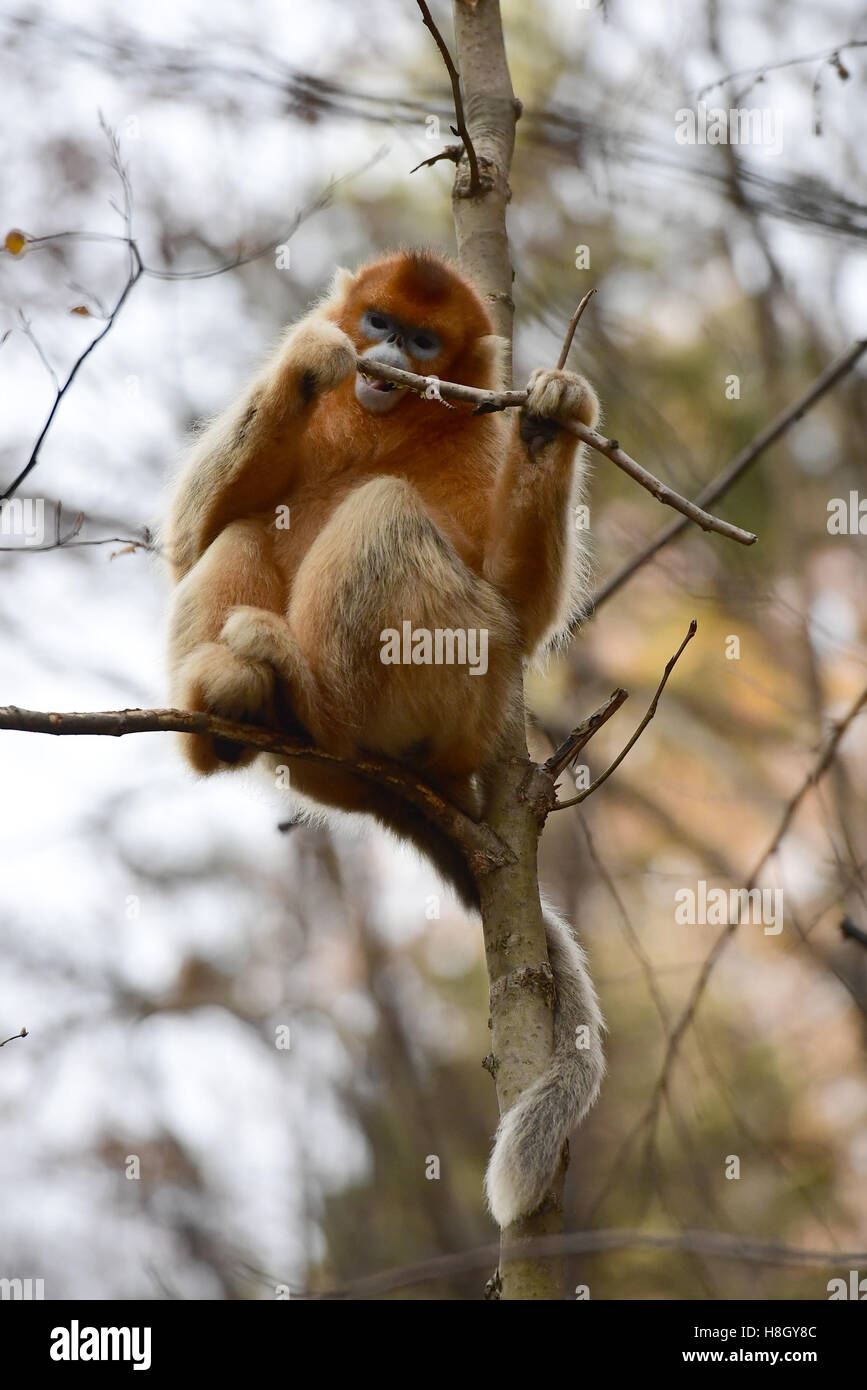 Xi'an, China's Shaanxi Province. 13th Nov, 2016. A golden monkey eats ...
