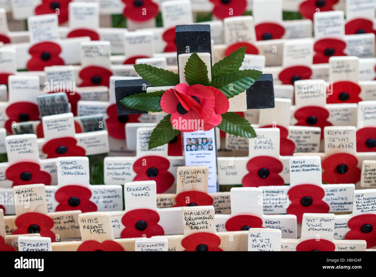 London, UK. 13th November, 2016. Crosses and Poppies in Westminster ...