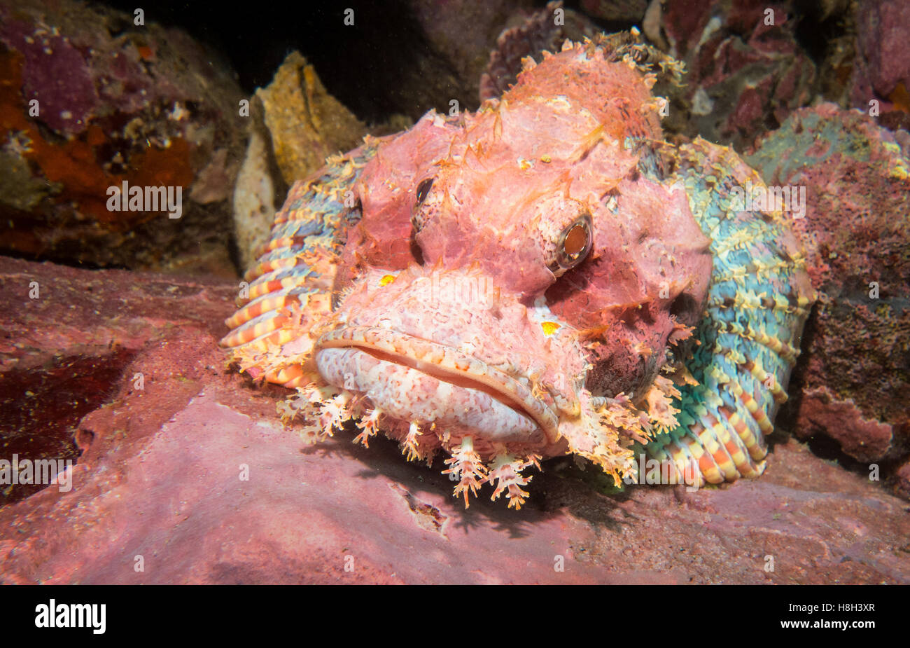 Tropical scorpion fish underwater underwater hi-res stock photography ...
