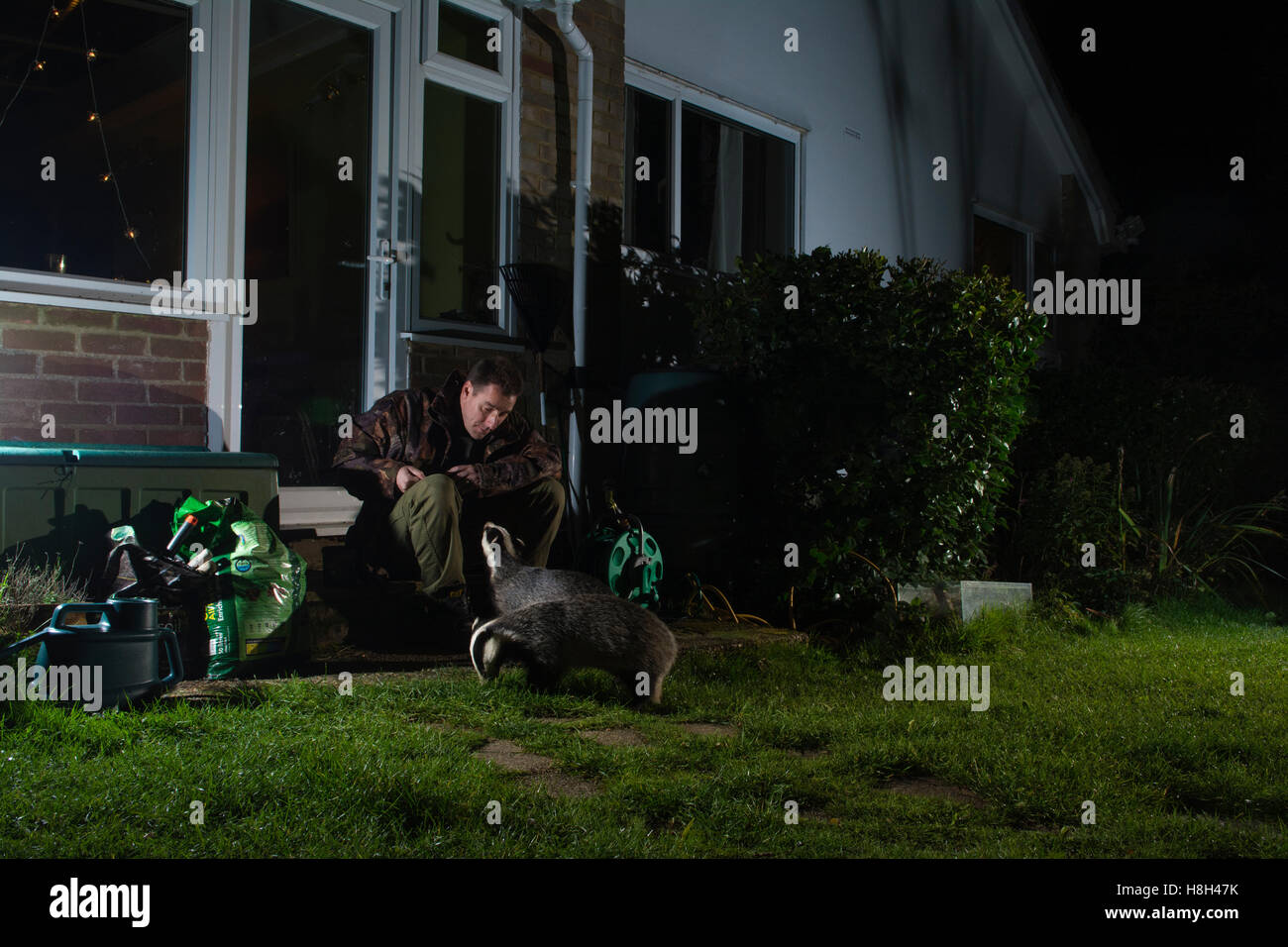 a man enjoying a close encounter with badgers in his garden at night ...