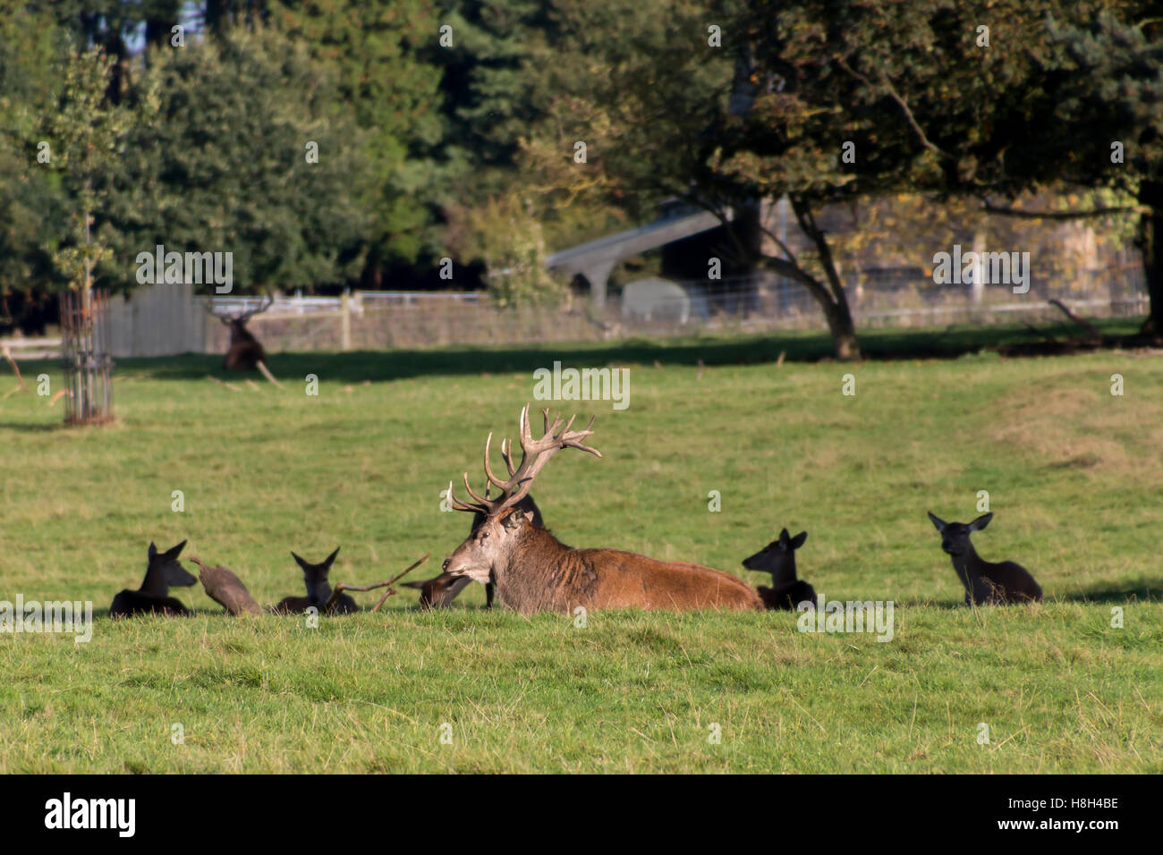 A stag relaxing in the field Stock Photo - Alamy