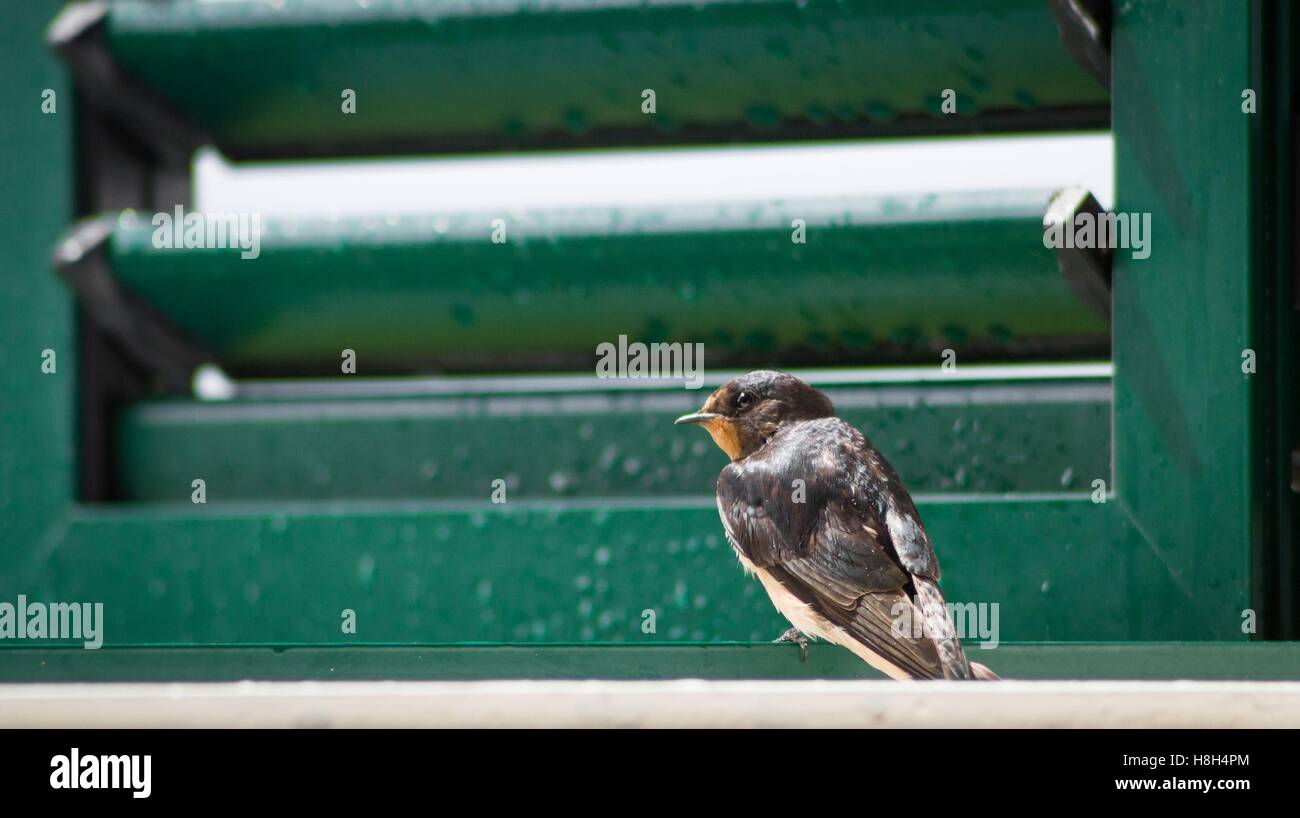 Swallow bird sitting on house window Stock Photo - Alamy